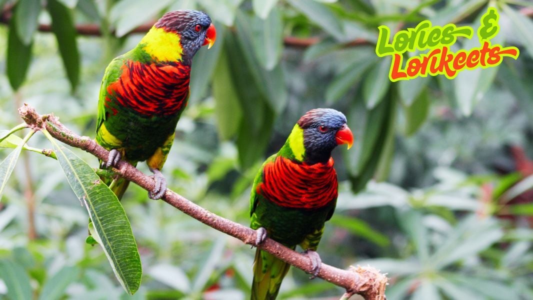 The Fascinating World of Lories and Lorikeets